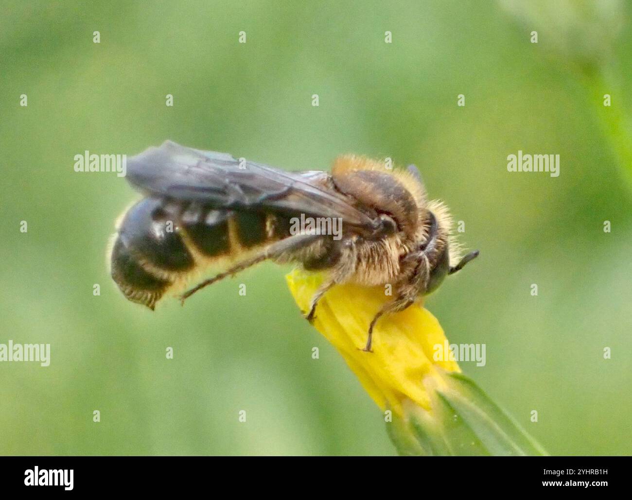 Scissor bees hi-res stock photography and images - Alamy