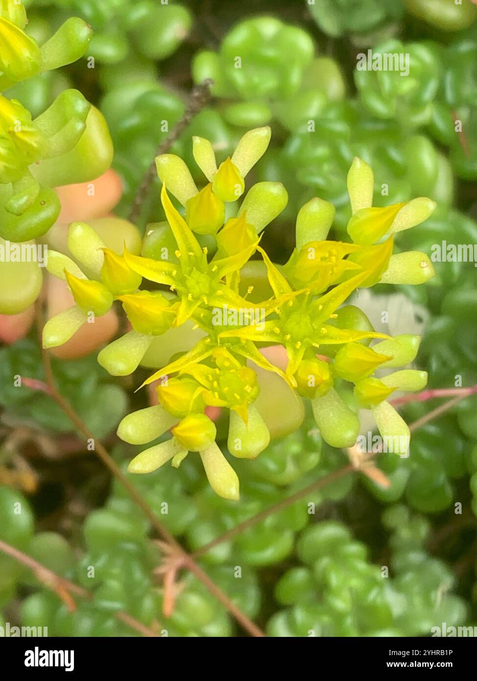 Oregon Stonecrop (Sedum oreganum Stock Photo - Alamy
