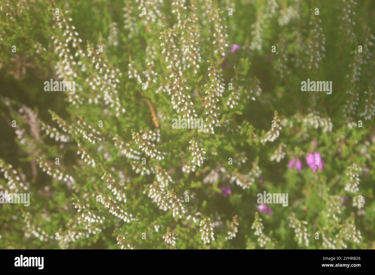 common heather (Calluna vulgaris Stock Photo - Alamy