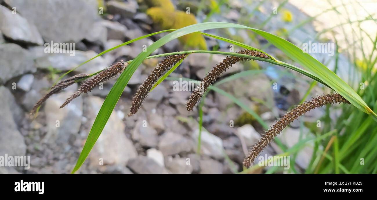 slender tufted-sedge (Carex acuta Stock Photo - Alamy