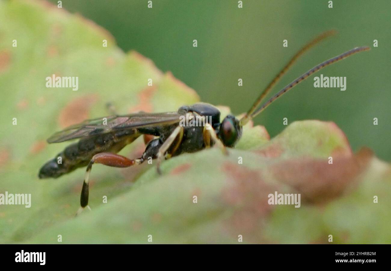 Itoplectis maculator hi-res stock photography and images - Alamy