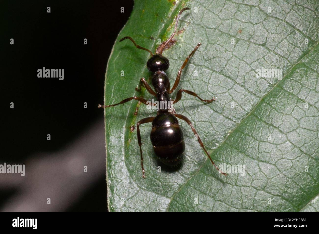Neogagates-group Field Ants (Formica neogagates Stock Photo - Alamy