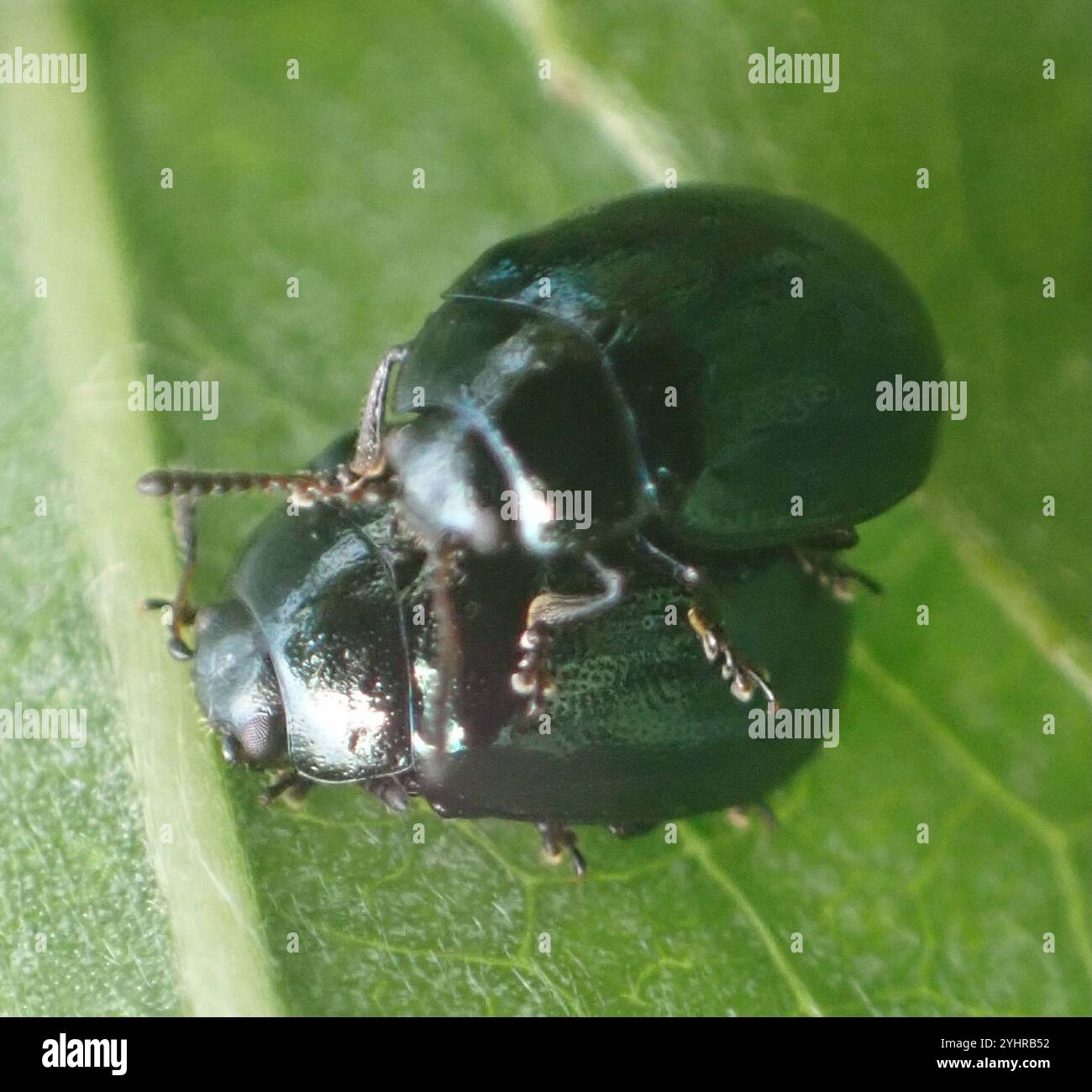 Willow Leaf Beetle (Plagiodera versicolora Stock Photo - Alamy