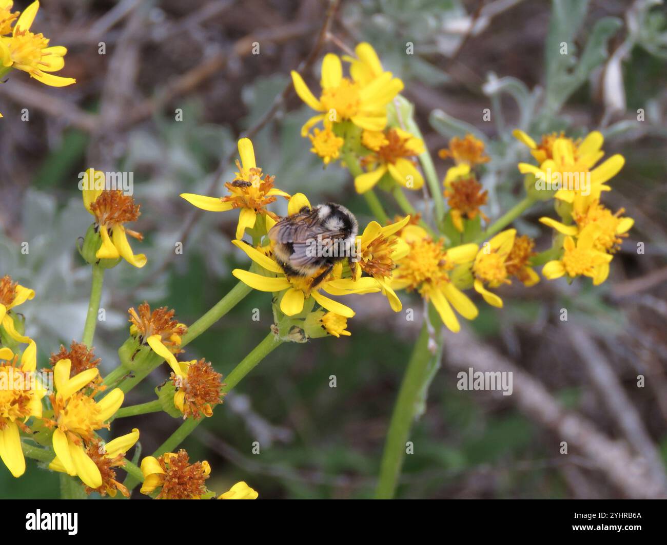 Nearctic Bumble Bee (Bombus vancouverensis nearcticus Stock Photo - Alamy