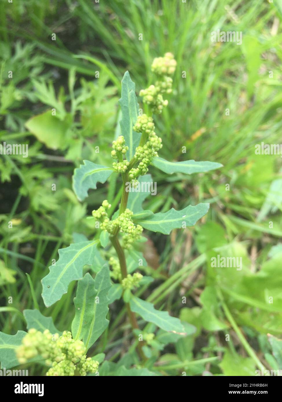 Oak leaved goosefoot hi-res stock photography and images - Alamy