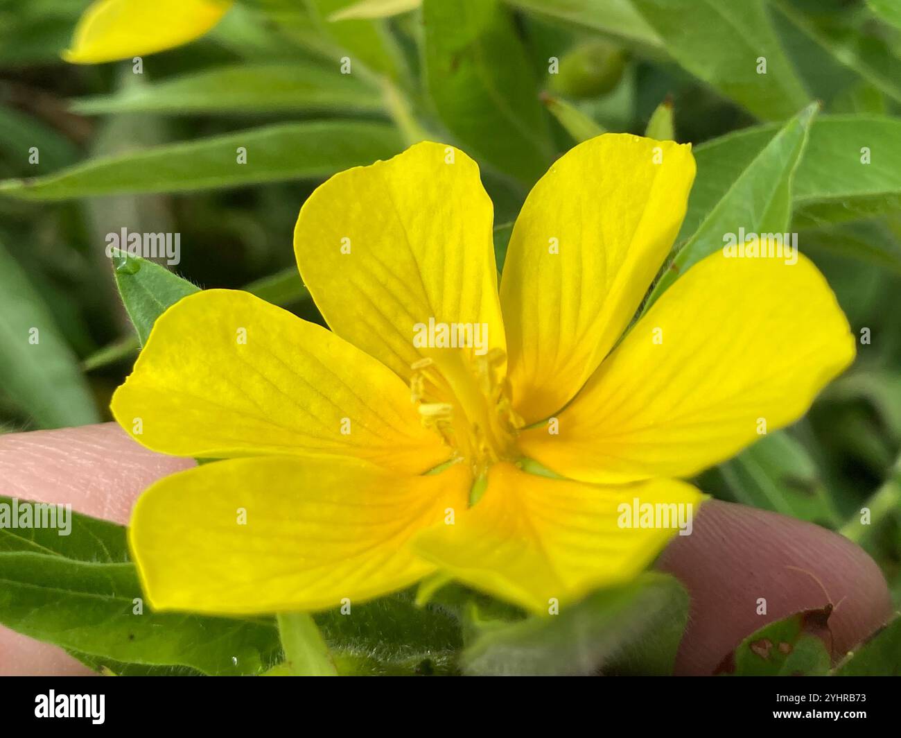 large-flowered primrose-willow (Ludwigia grandiflora Stock Photo - Alamy