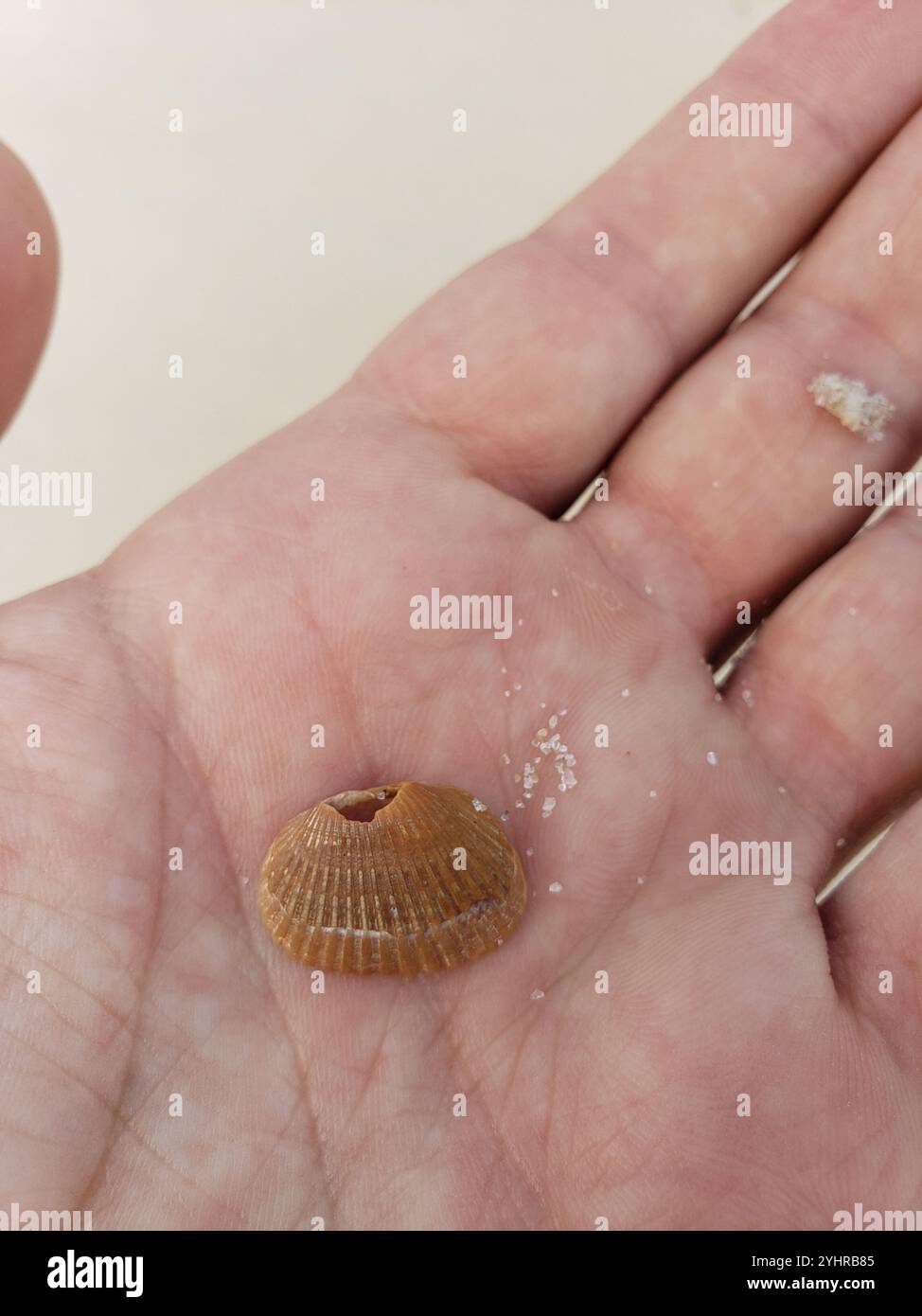 Transverse Ark (Anadara transversa Stock Photo - Alamy