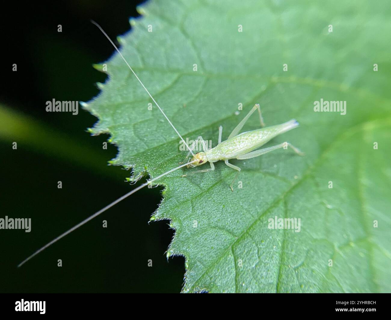 Common Tree Crickets (Oecanthus Stock Photo - Alamy