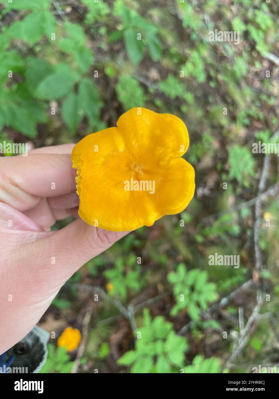 flame trumpet (Craterellus ignicolor Stock Photo - Alamy