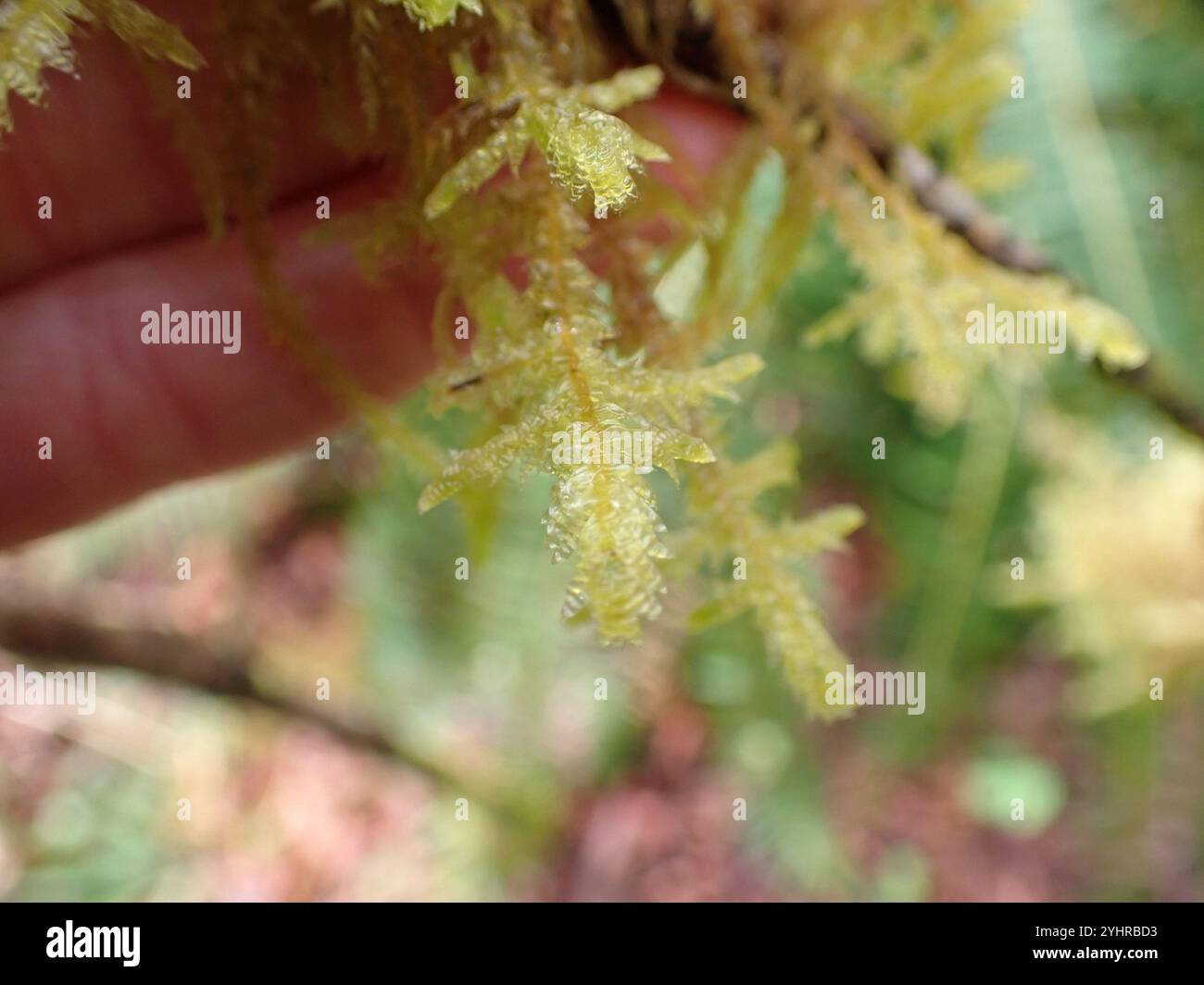 Neckera moss hi-res stock photography and images - Alamy