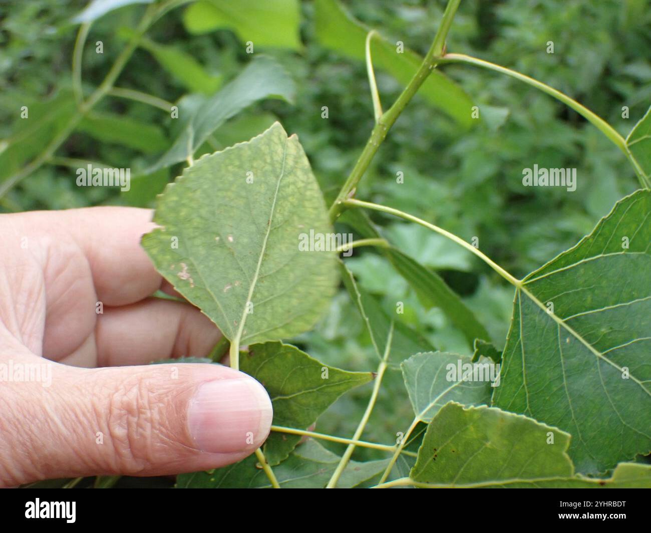 Hybrid Black-poplar (Populus × canadensis Stock Photo - Alamy