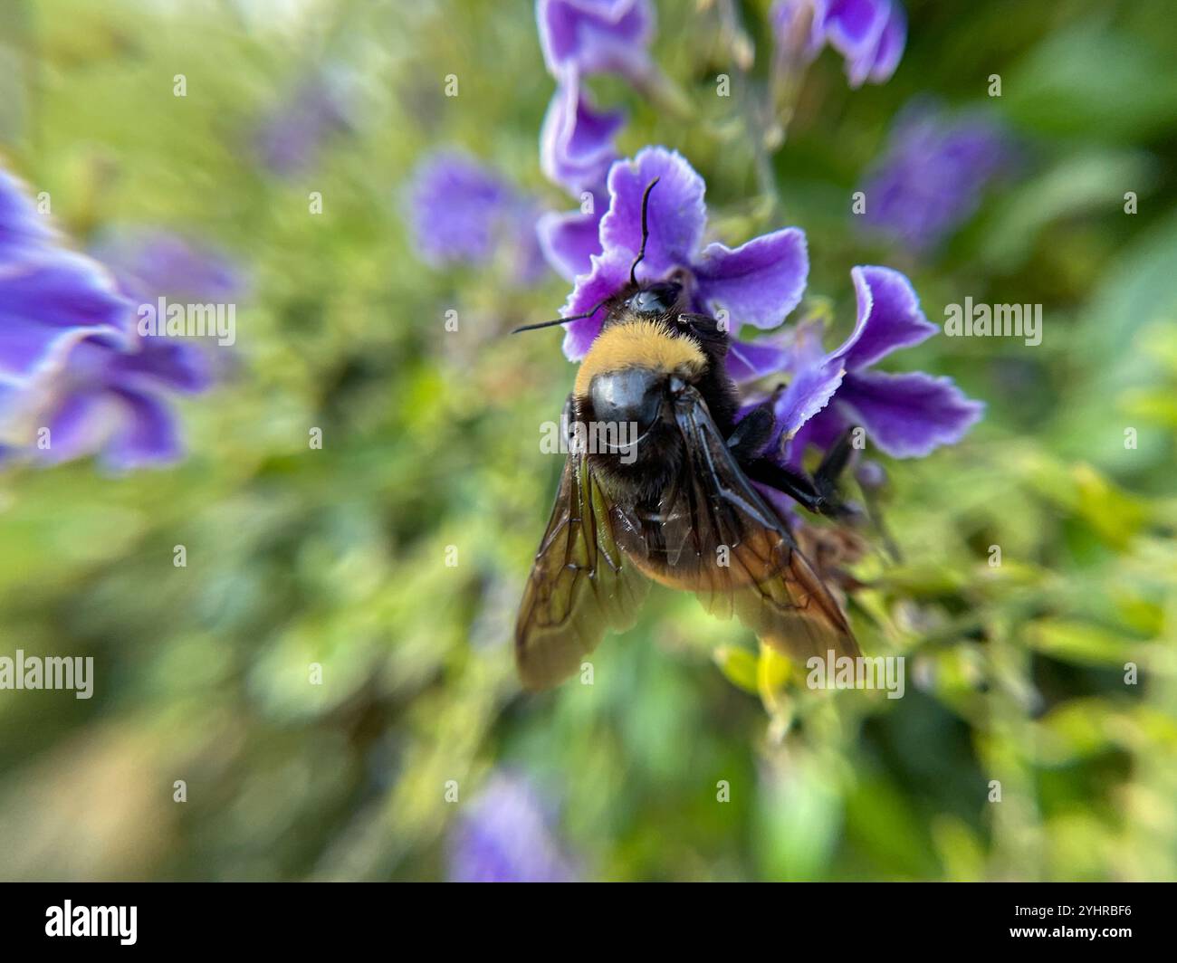 Bombus crotchii hi-res stock photography and images - Alamy