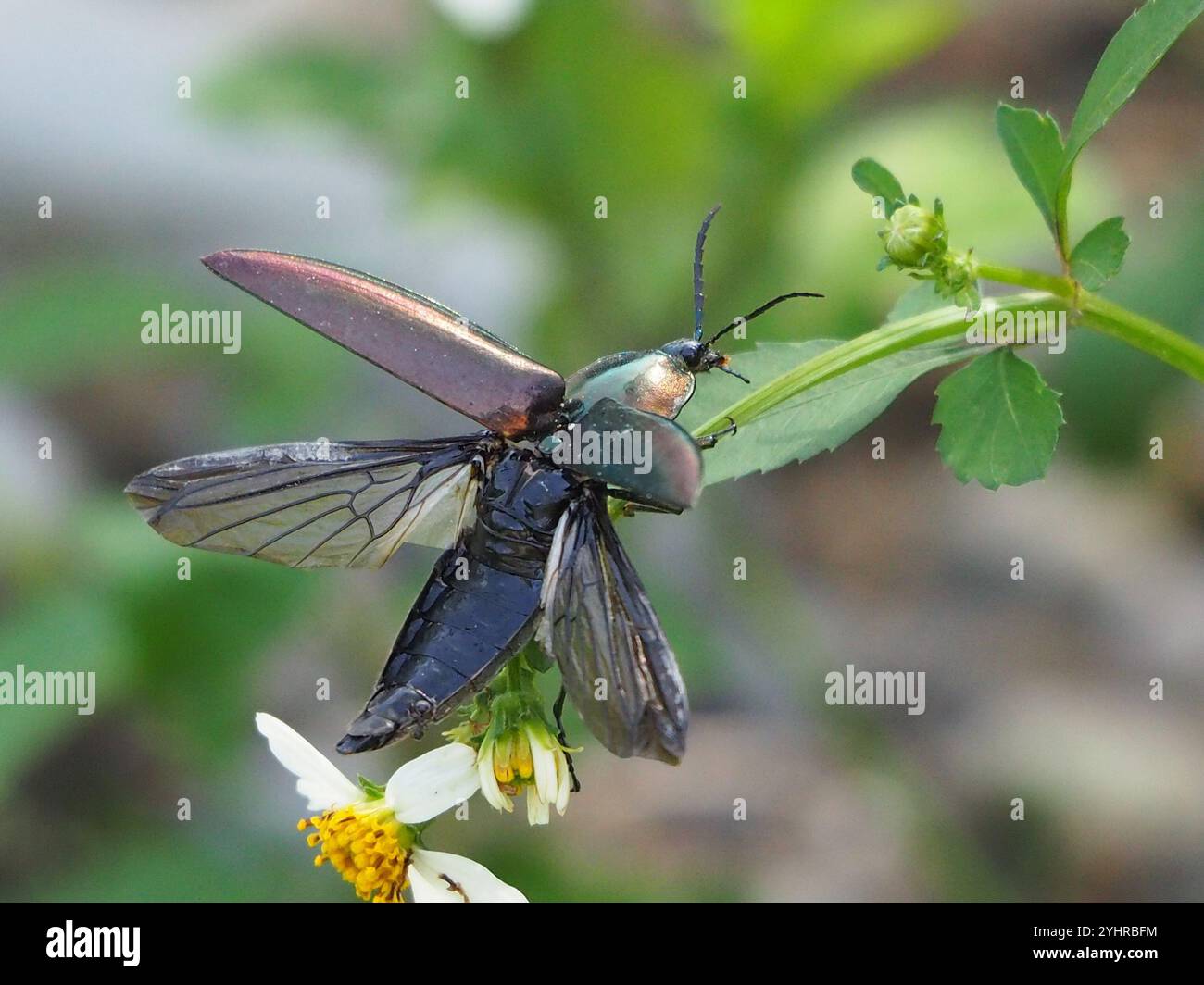 Campsosternus auratus hi-res stock photography and images - Alamy