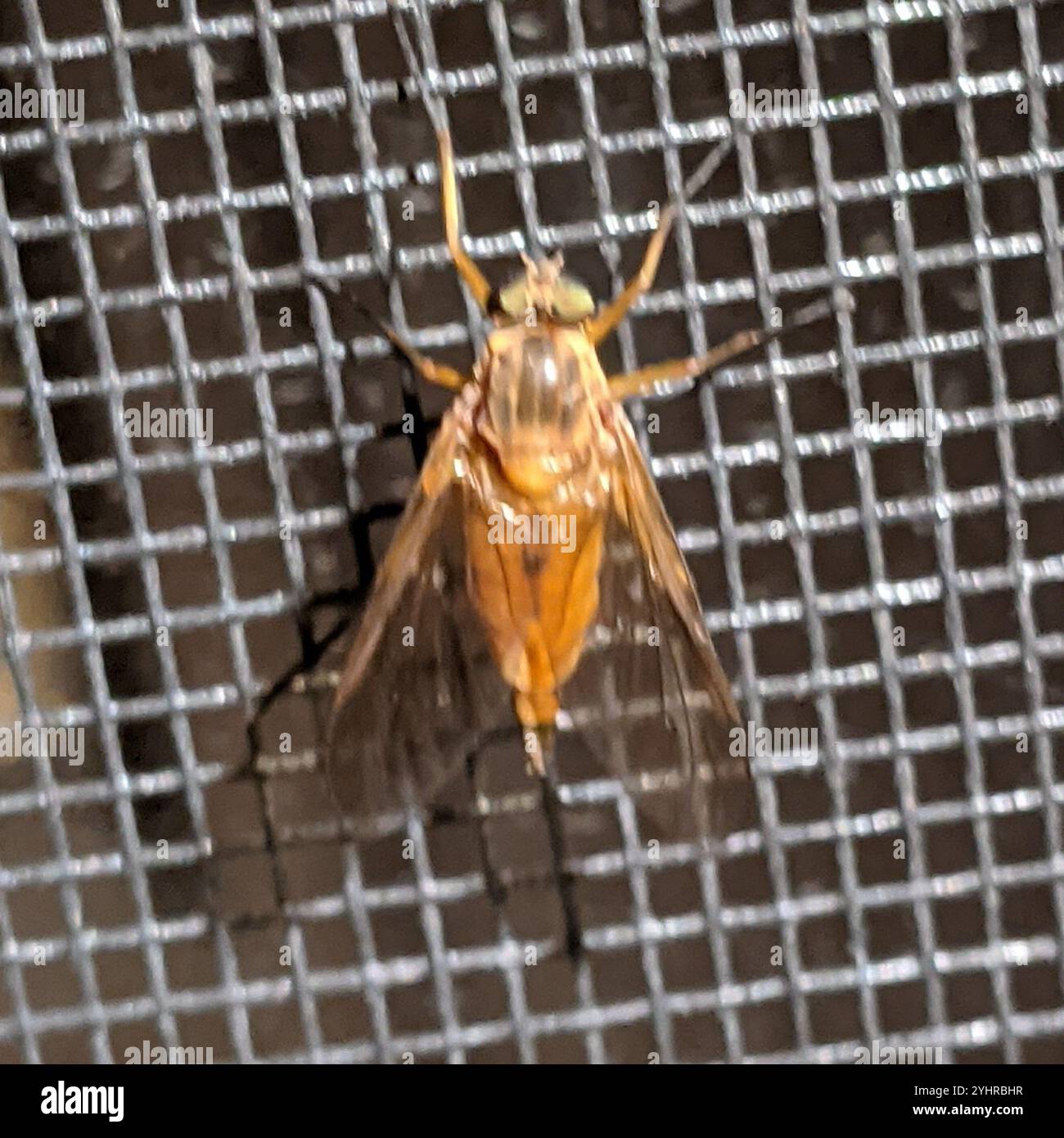 Marsh Snipe Fly (Rhagio tringarius Stock Photo - Alamy