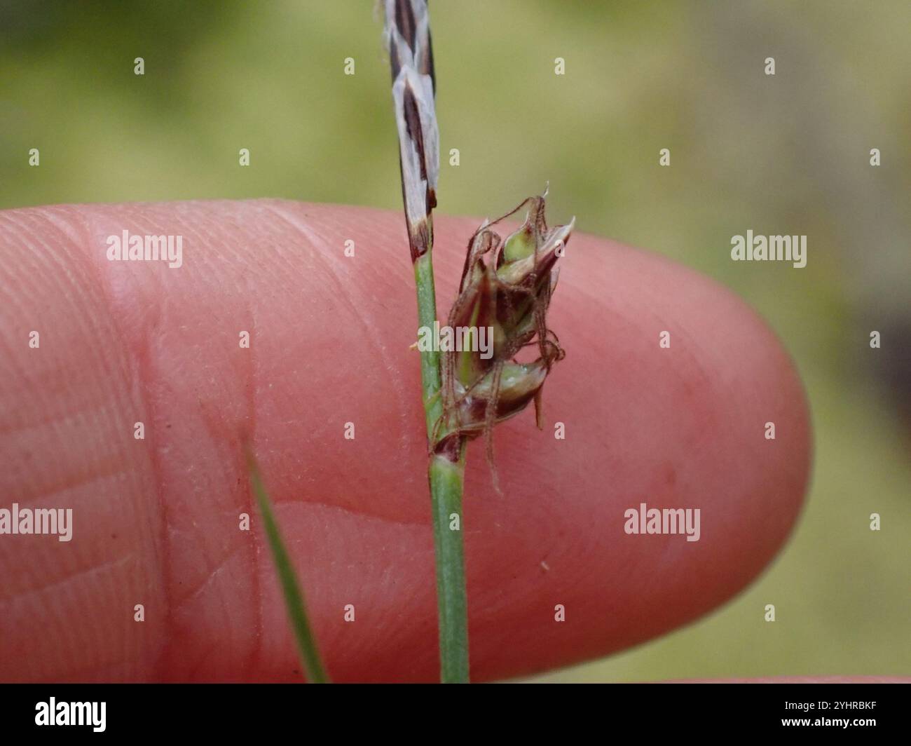 Long-stolon Sedge (Carex inops Stock Photo - Alamy