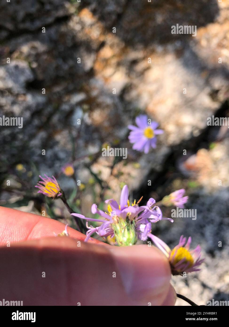 Symphyotrichum laeve smooth aster hi-res stock photography and images ...