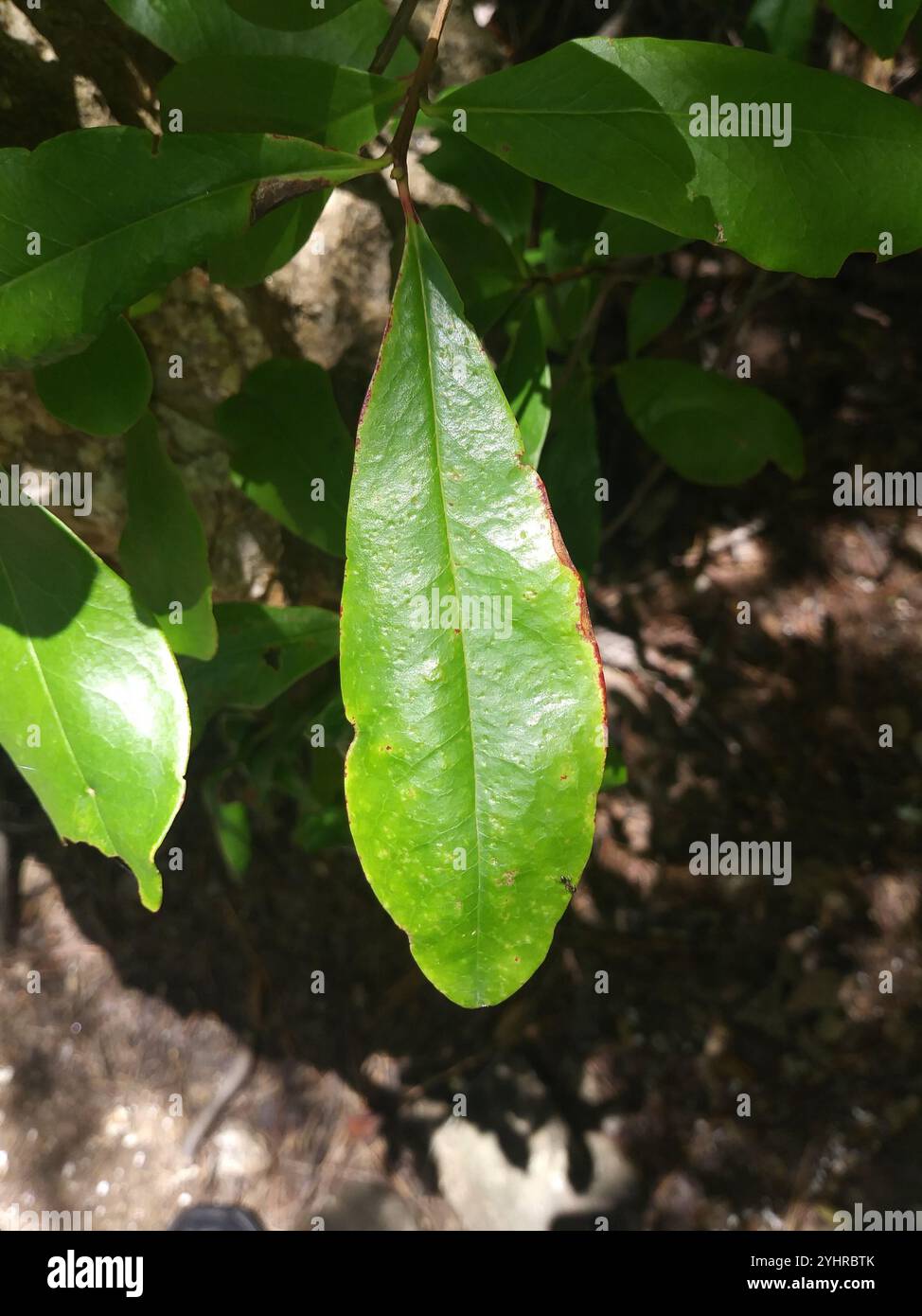 Swamp titi hi-res stock photography and images - Alamy