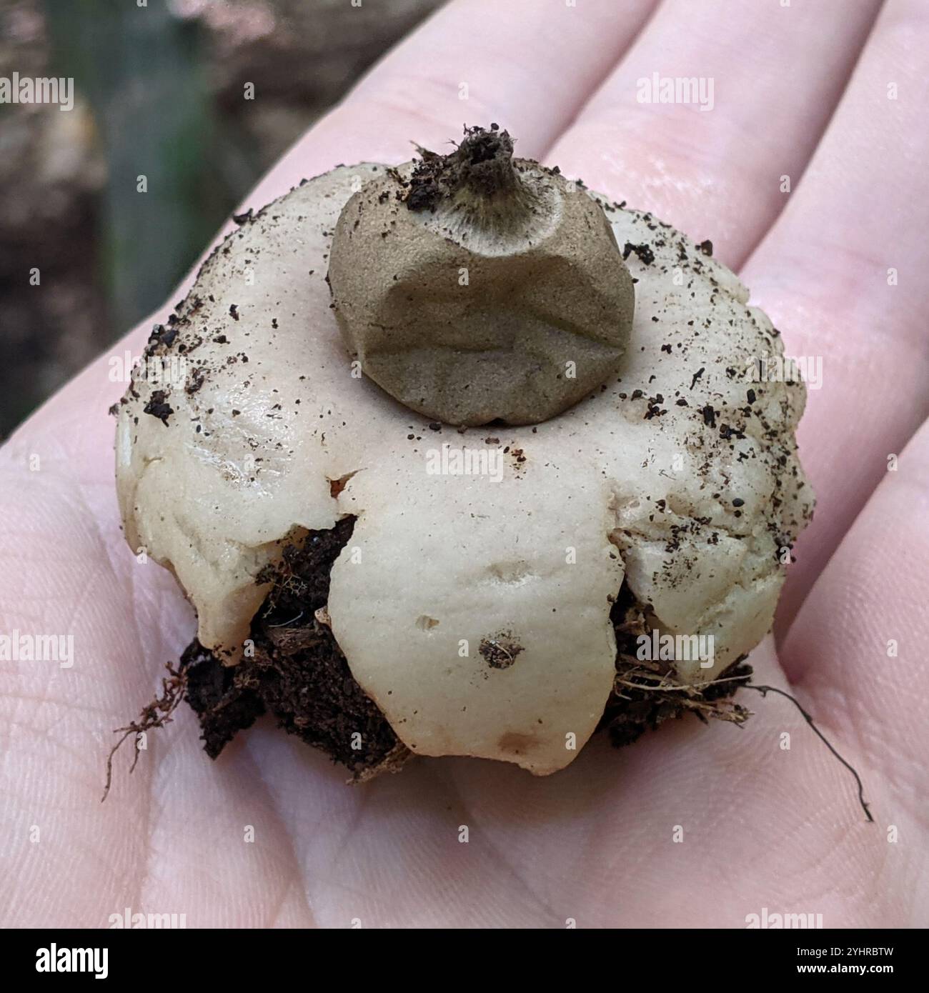 Saccatum hi-res stock photography and images - Alamy