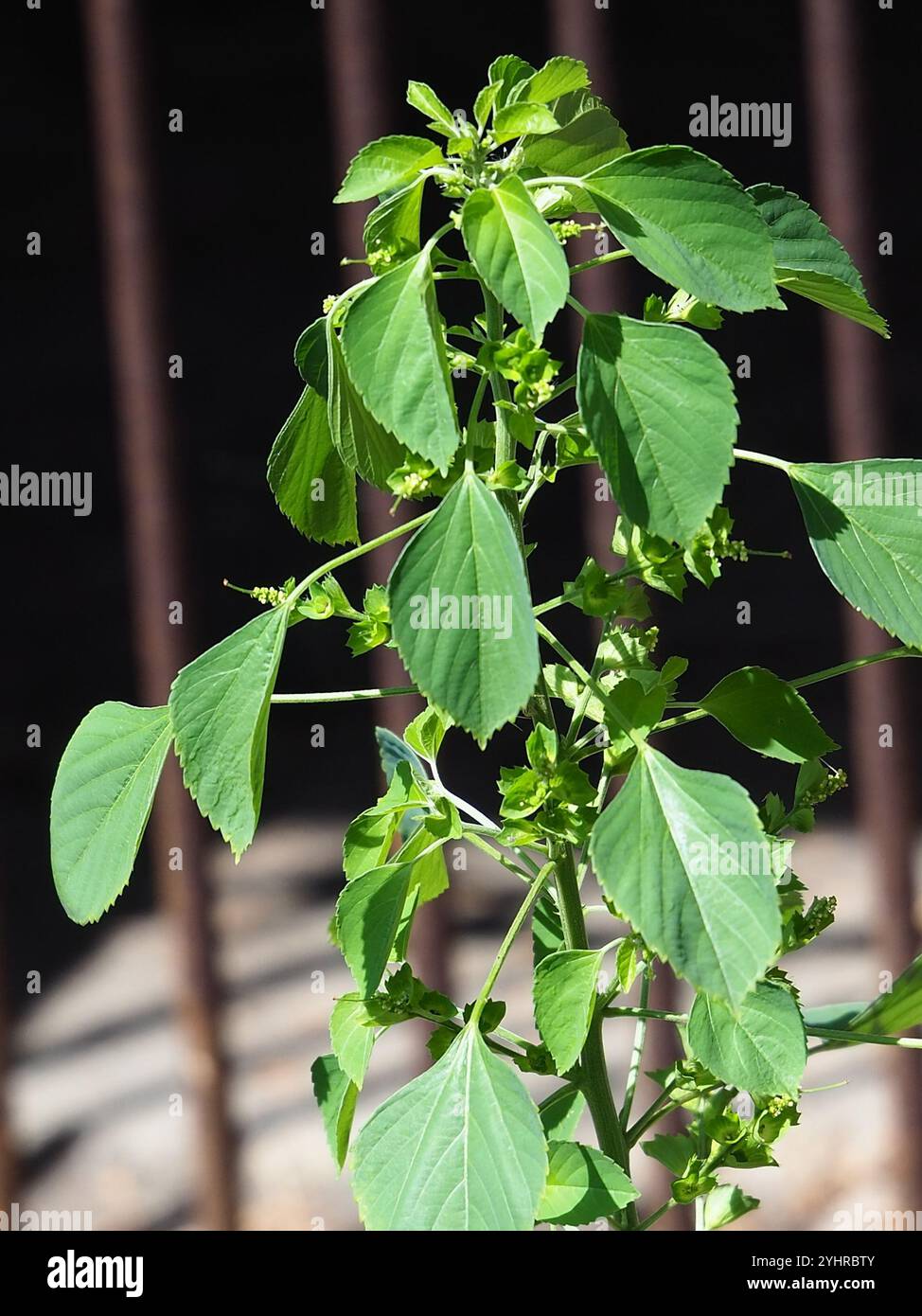 Acalypha indica hi-res stock photography and images - Alamy