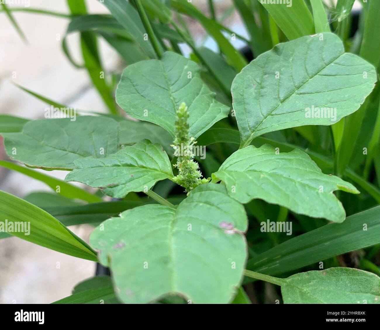 Livid Amaranth (Amaranthus blitum emarginatus Stock Photo - Alamy