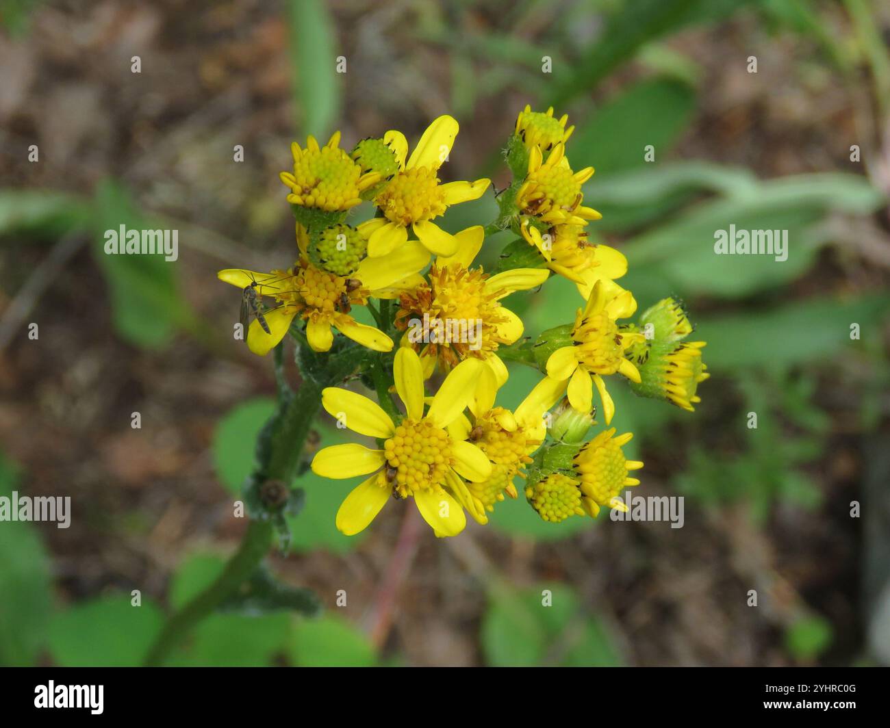 Tall western groundsel (Senecio integerrimus Stock Photo - Alamy