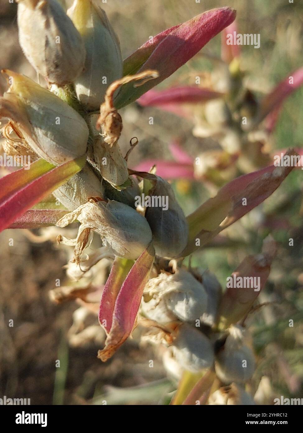 Wholeleaf Paintbrush (Castilleja integra Stock Photo - Alamy