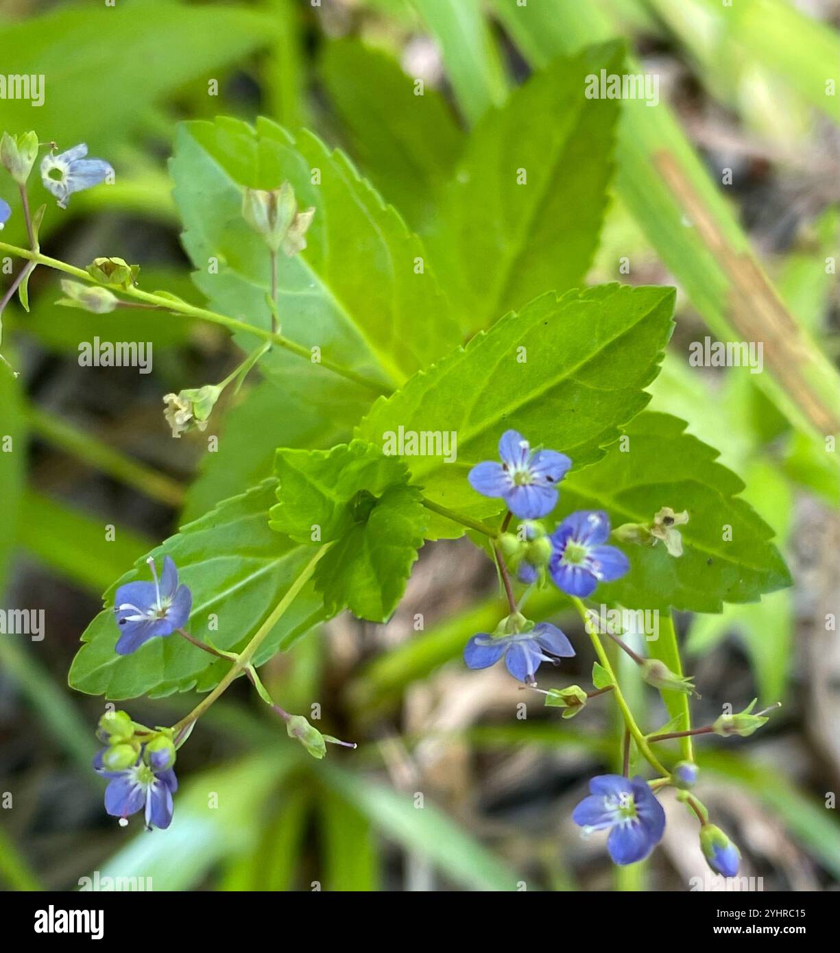 American brooklime (Veronica americana Stock Photo - Alamy
