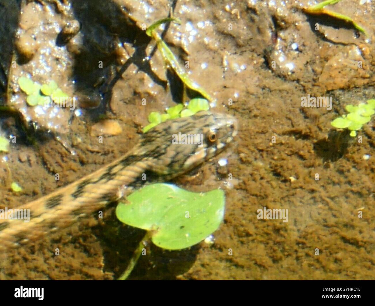 Viperine Snake (Natrix maura Stock Photo - Alamy