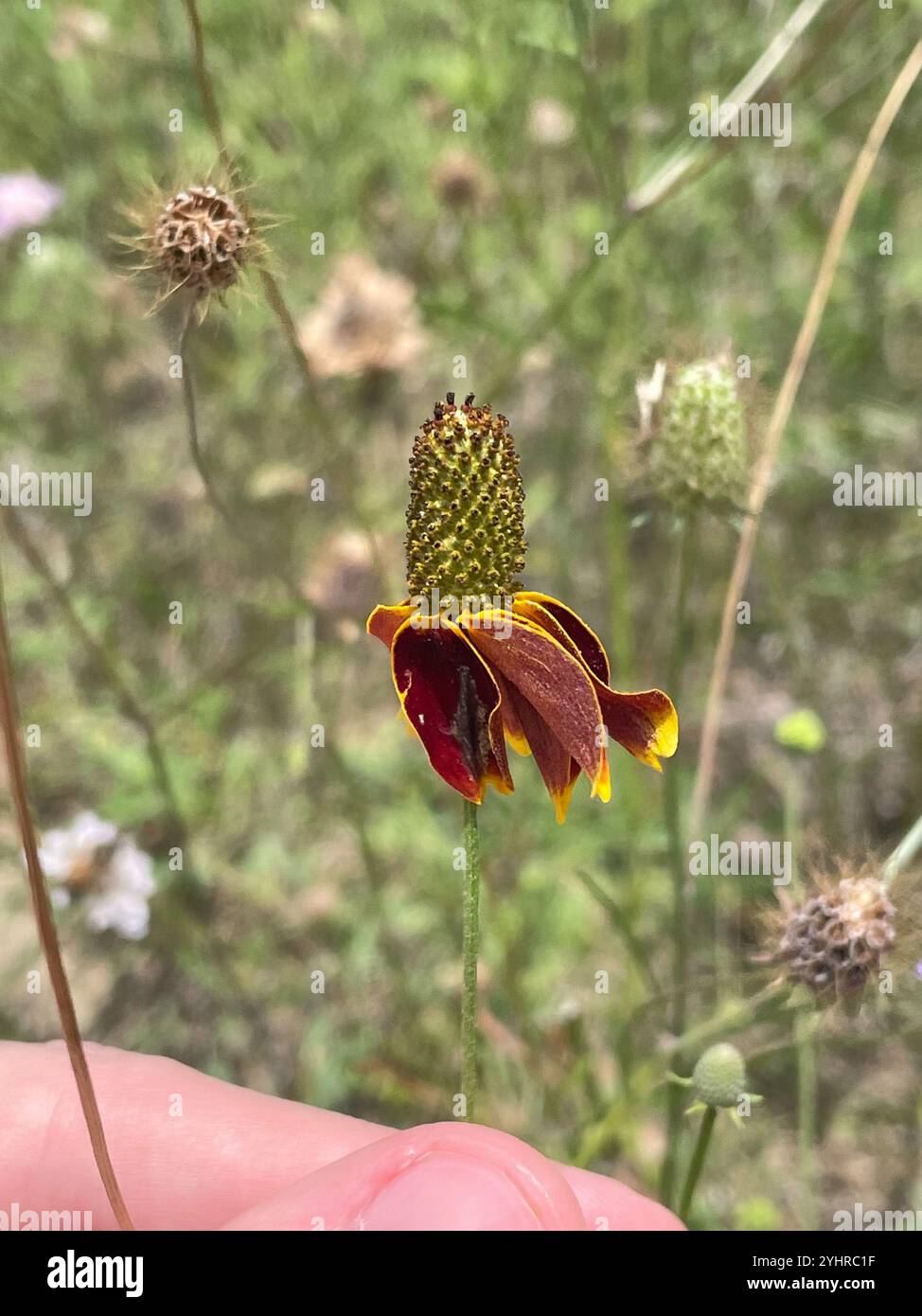 upright prairie coneflower (Ratibida columnifera Stock Photo - Alamy