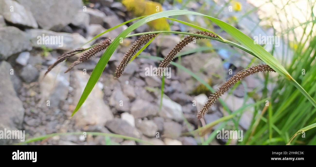 slender tufted-sedge (Carex acuta Stock Photo - Alamy