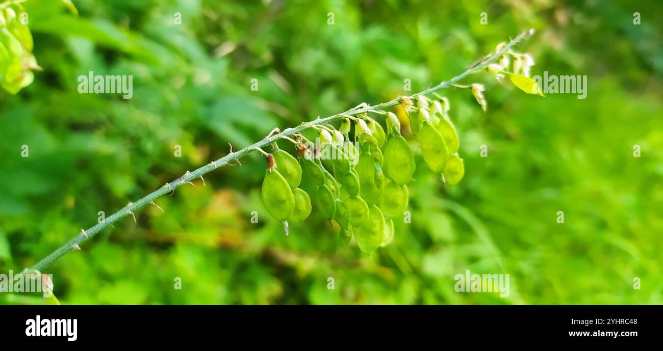 Alpine Sweet-vetch (Hedysarum alpinum Stock Photo - Alamy
