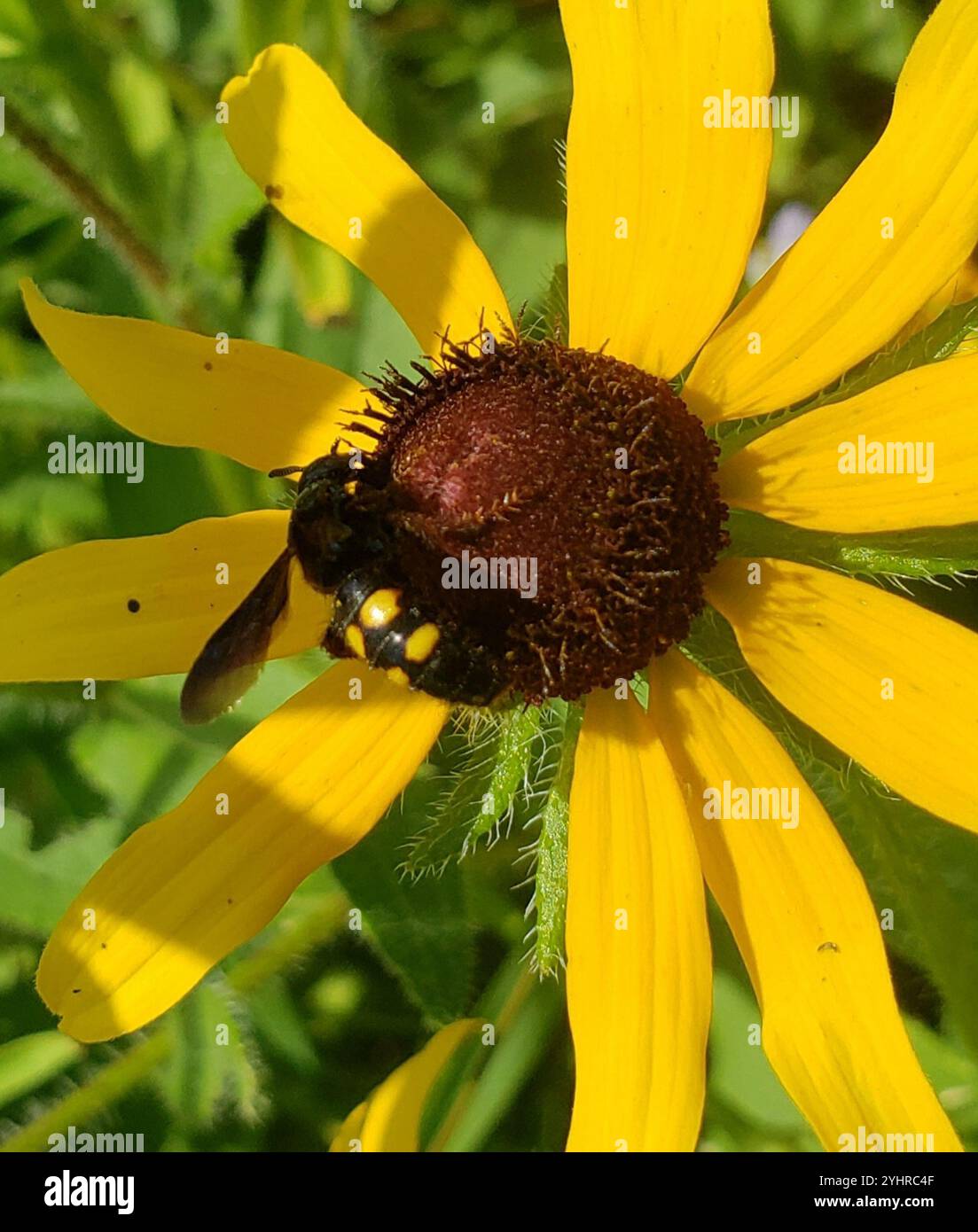 Noble Scoliid Wasp (Scolia nobilitata Stock Photo - Alamy