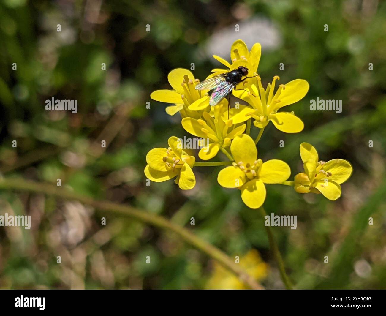 Common Buckler-mustard (Biscutella laevigata Stock Photo - Alamy