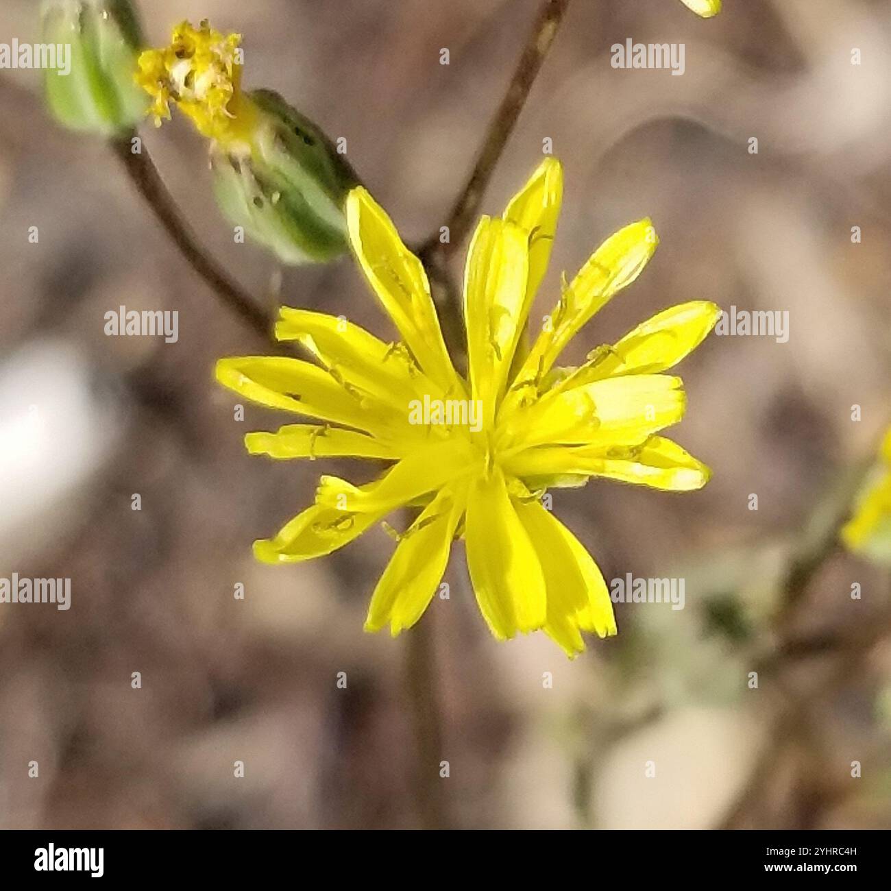 nipplewort (Lapsana communis Stock Photo - Alamy