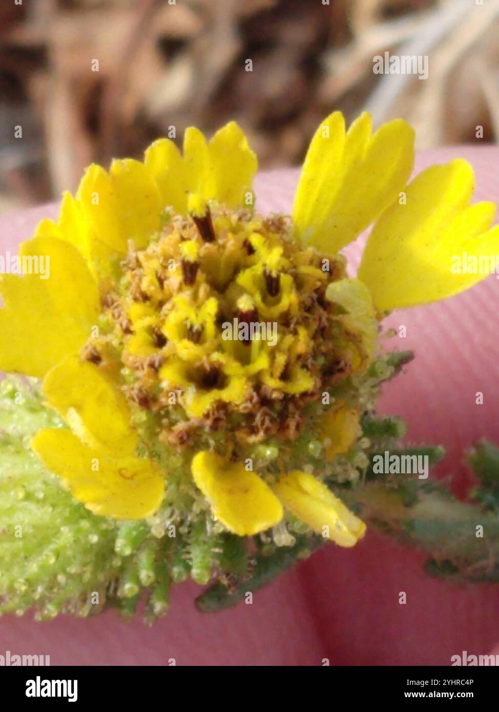 Santa Cruz tarplant (Holocarpha macradenia Stock Photo - Alamy