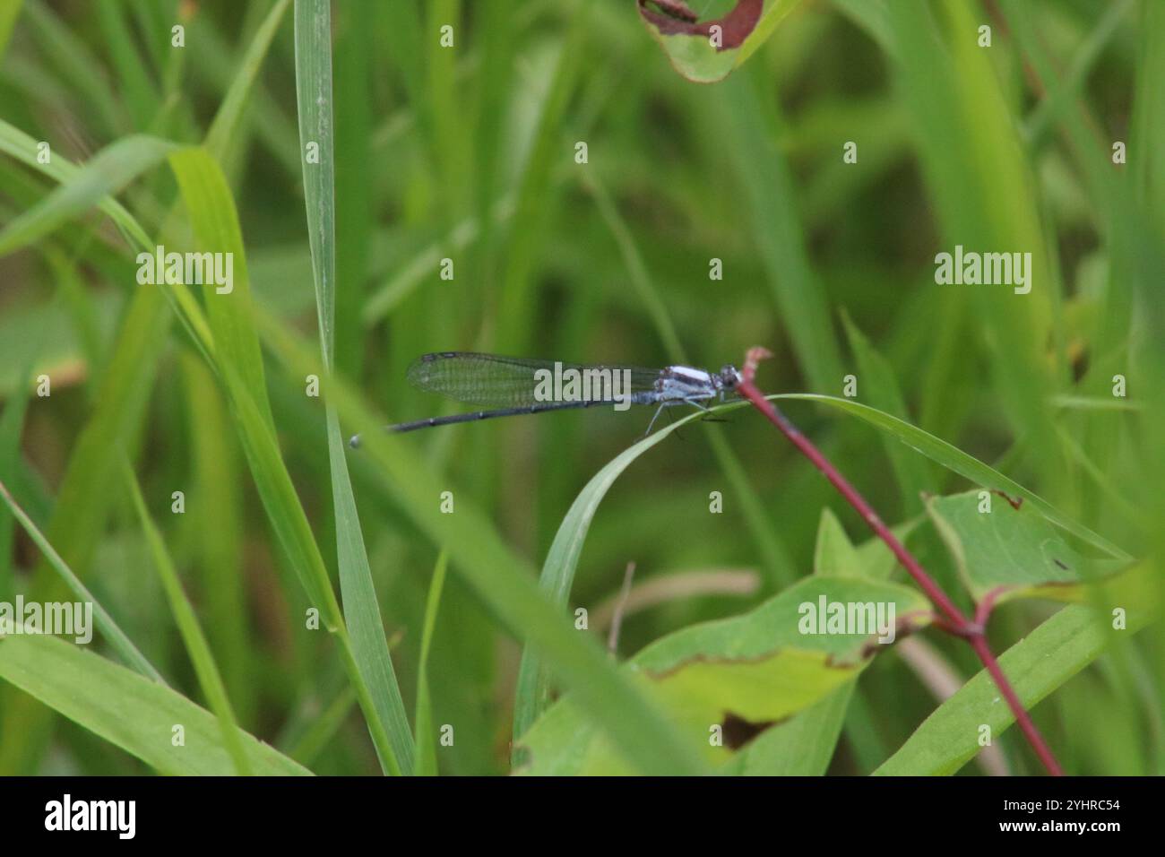 Powdered Dancer (Argia moesta Stock Photo - Alamy
