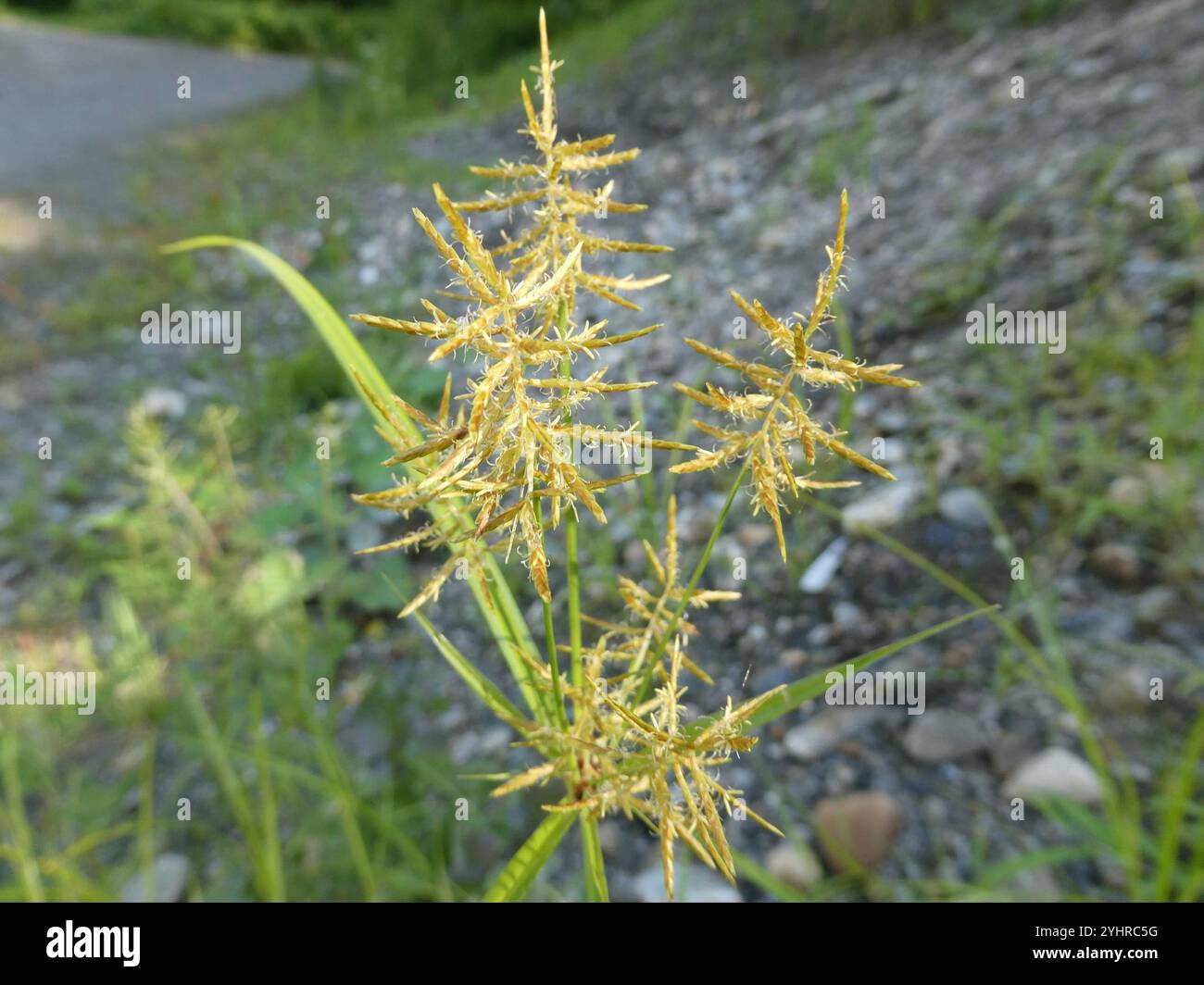 yellow nutsedge (Cyperus esculentus Stock Photo - Alamy