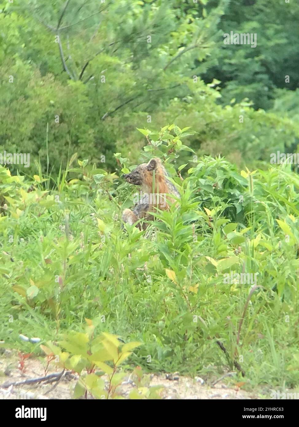 Gray Fox (Urocyon cinereoargenteus Stock Photo - Alamy
