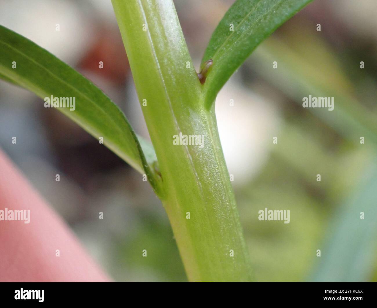 vascular plants (Tracheophyta Stock Photo - Alamy
