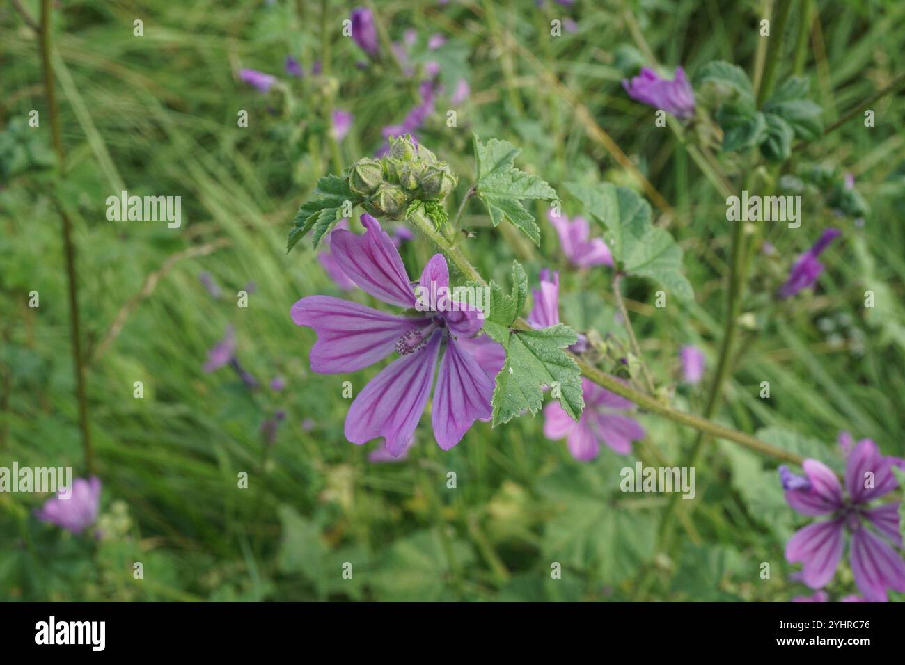 Common Mallow (Malva sylvestris Stock Photo - Alamy