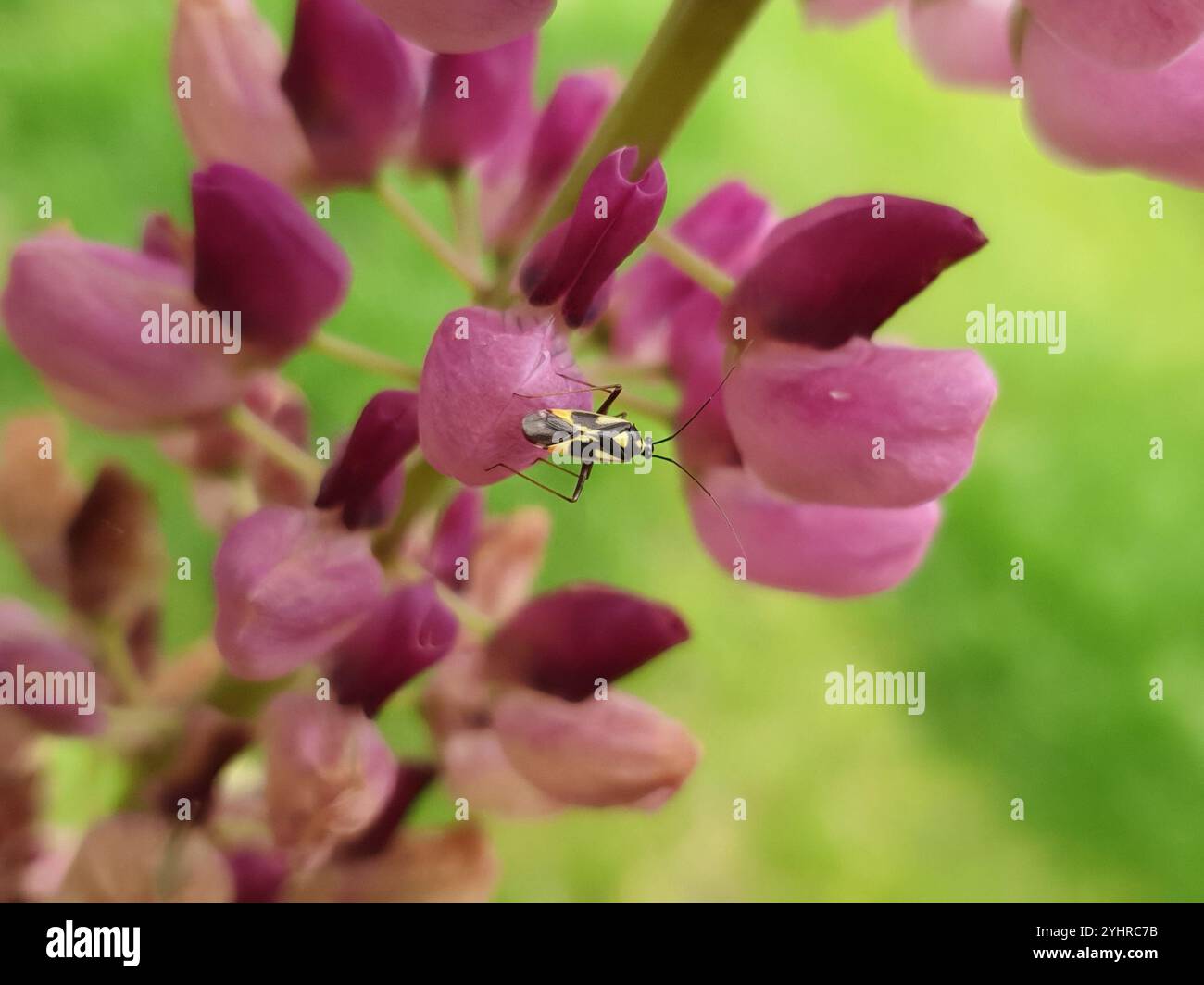 orange-spotted plant bug (Grypocoris stysi Stock Photo - Alamy