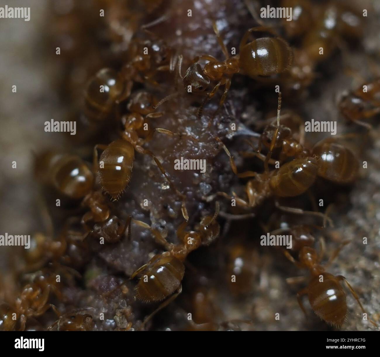 Shaded Fuzzy Ant (Lasius aphidicola Stock Photo - Alamy