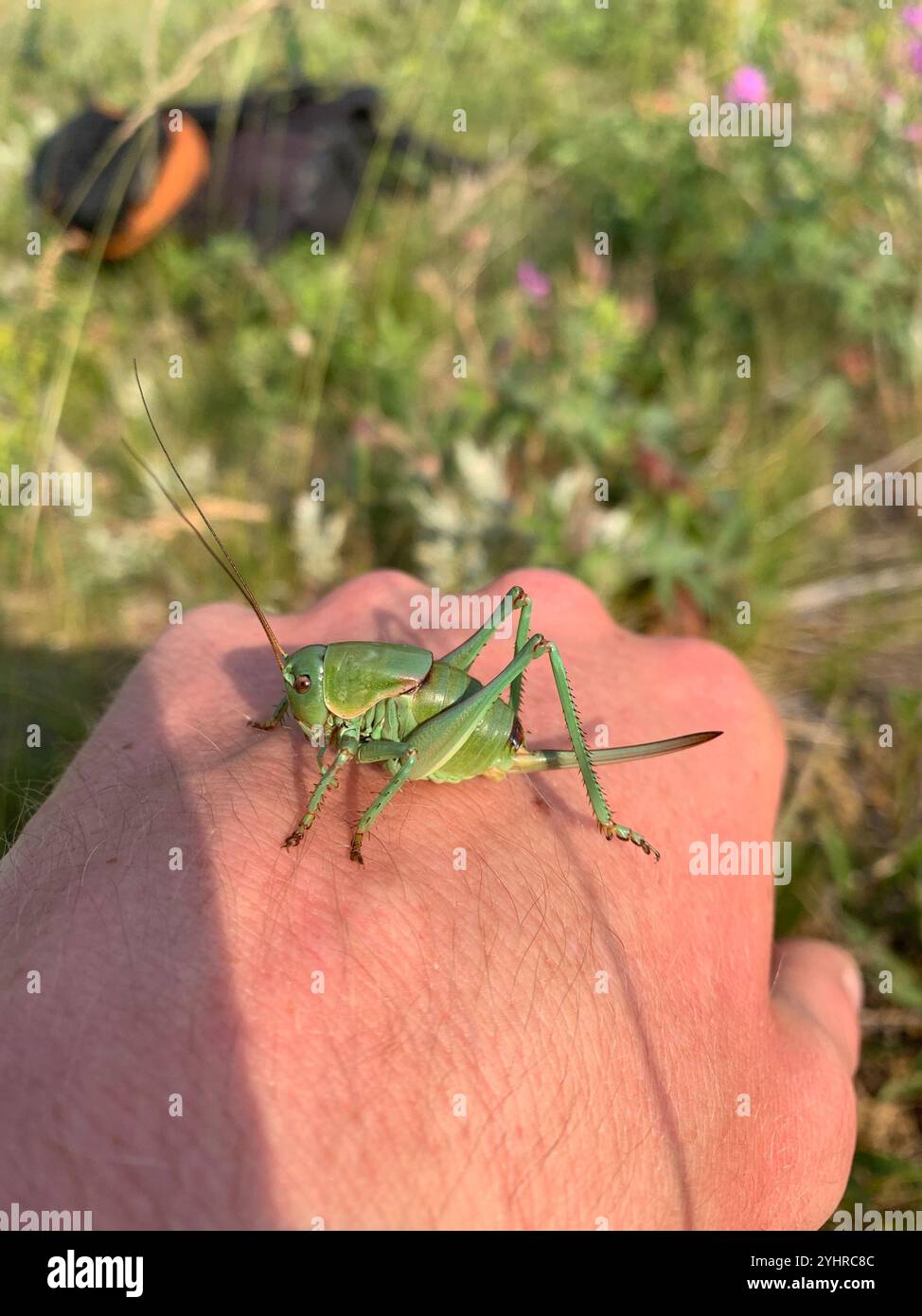 Anabrus simplex hi-res stock photography and images - Alamy