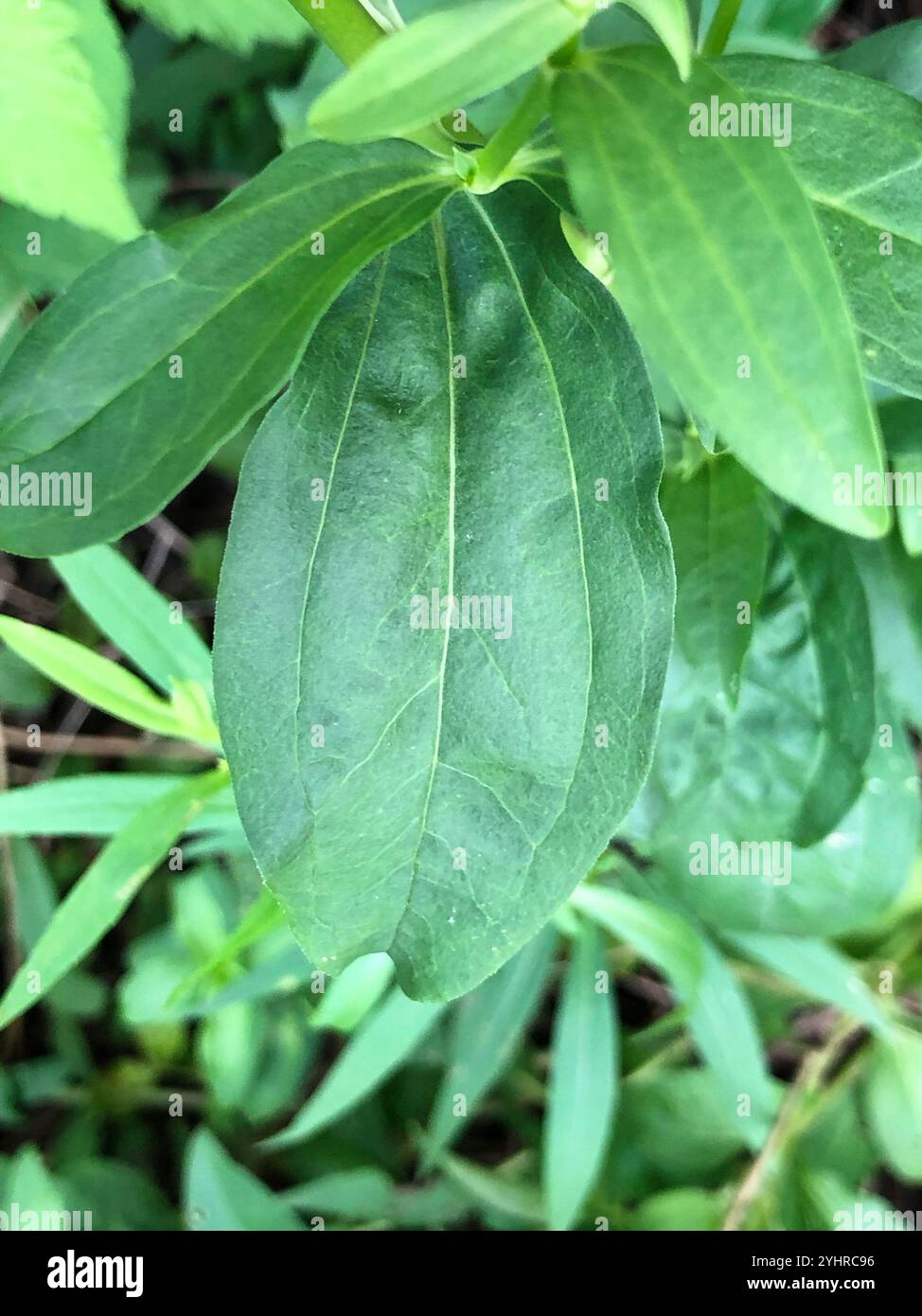 common soapwort (Saponaria officinalis Stock Photo - Alamy