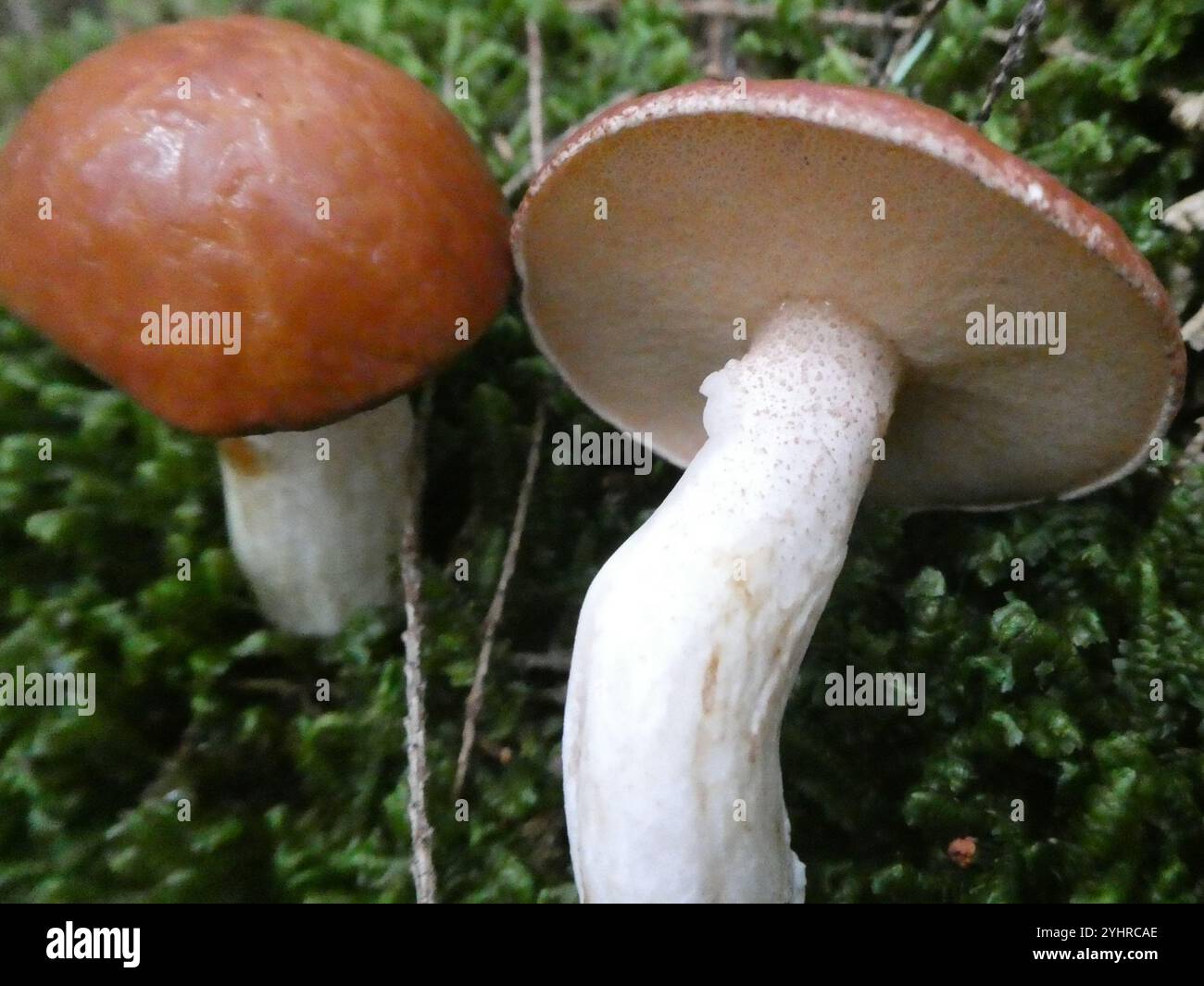 Butterball (Suillus weaverae Stock Photo - Alamy