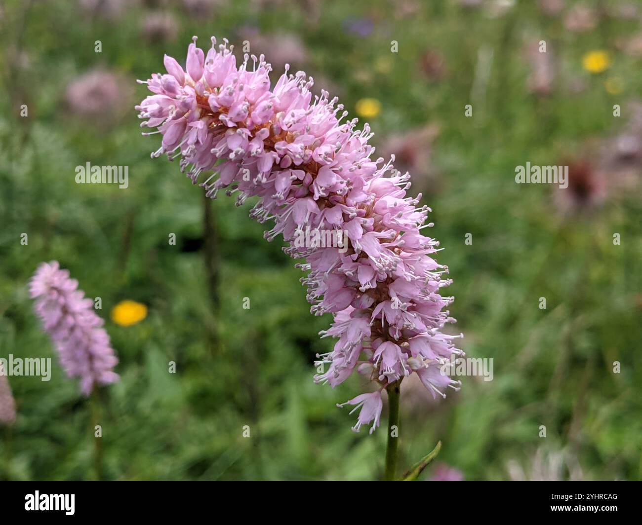 common bistort (Bistorta officinalis Stock Photo - Alamy