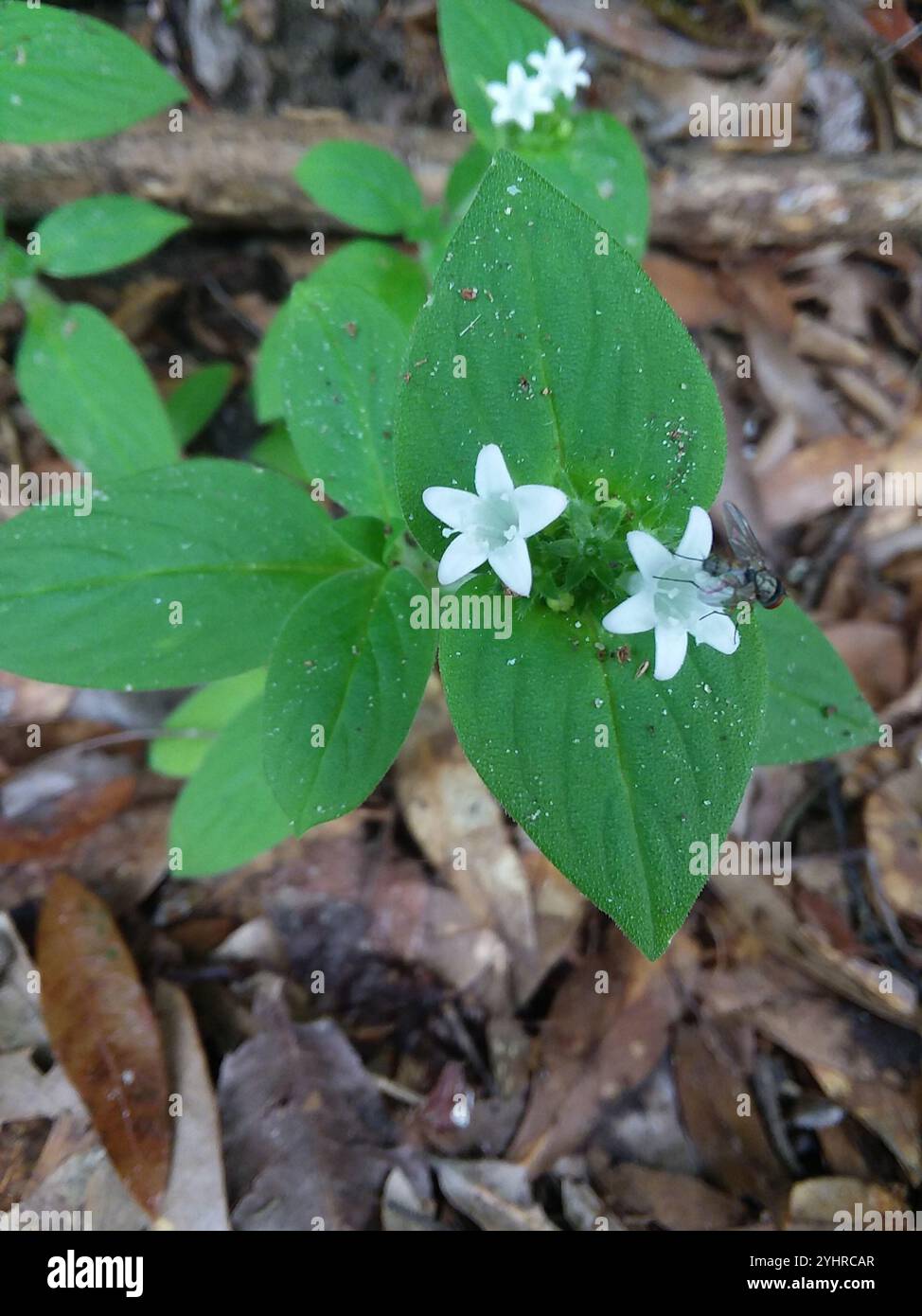 Florida pusley hi-res stock photography and images - Alamy