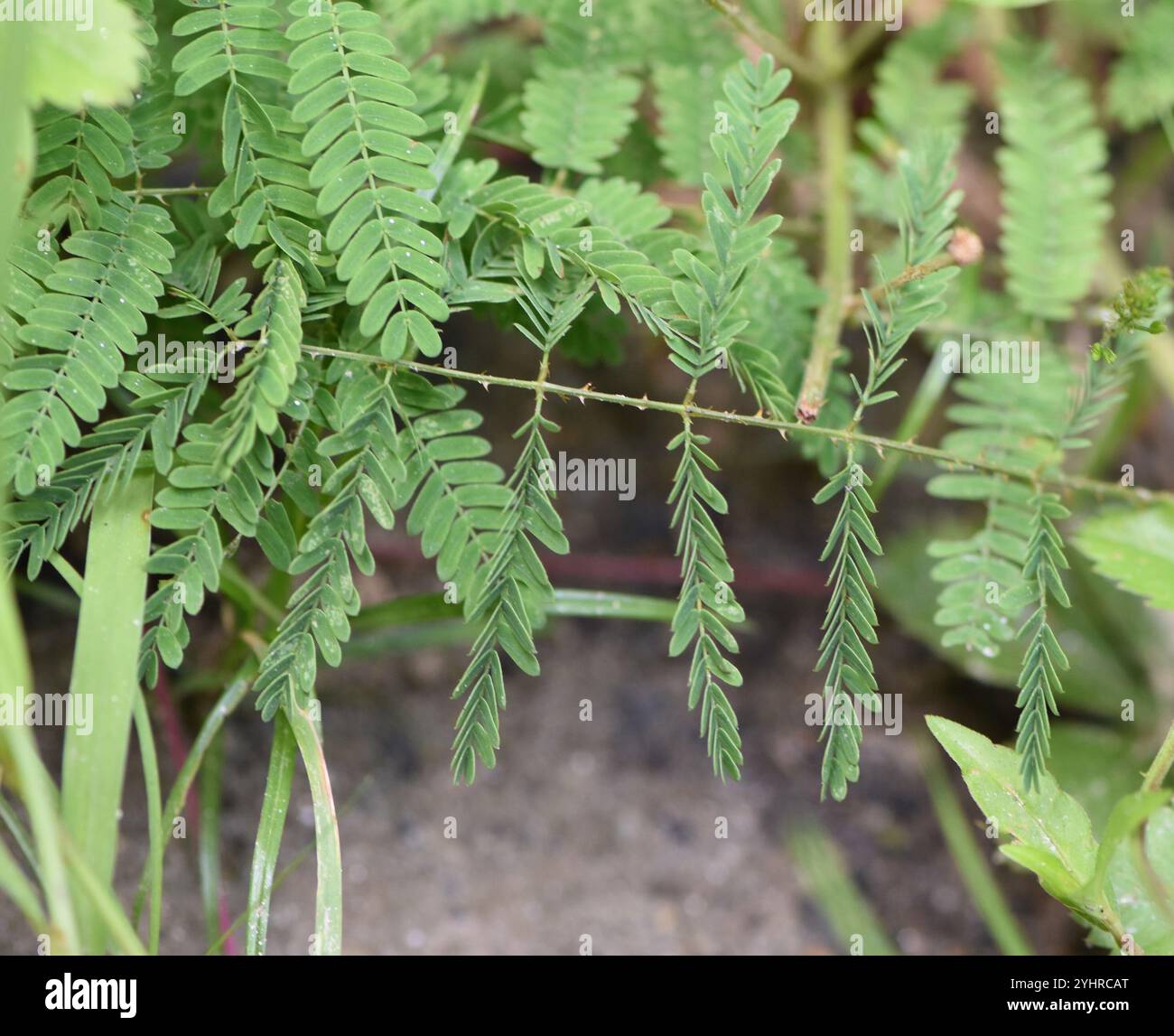 littleleaf sensitive-briar (Mimosa microphylla Stock Photo - Alamy