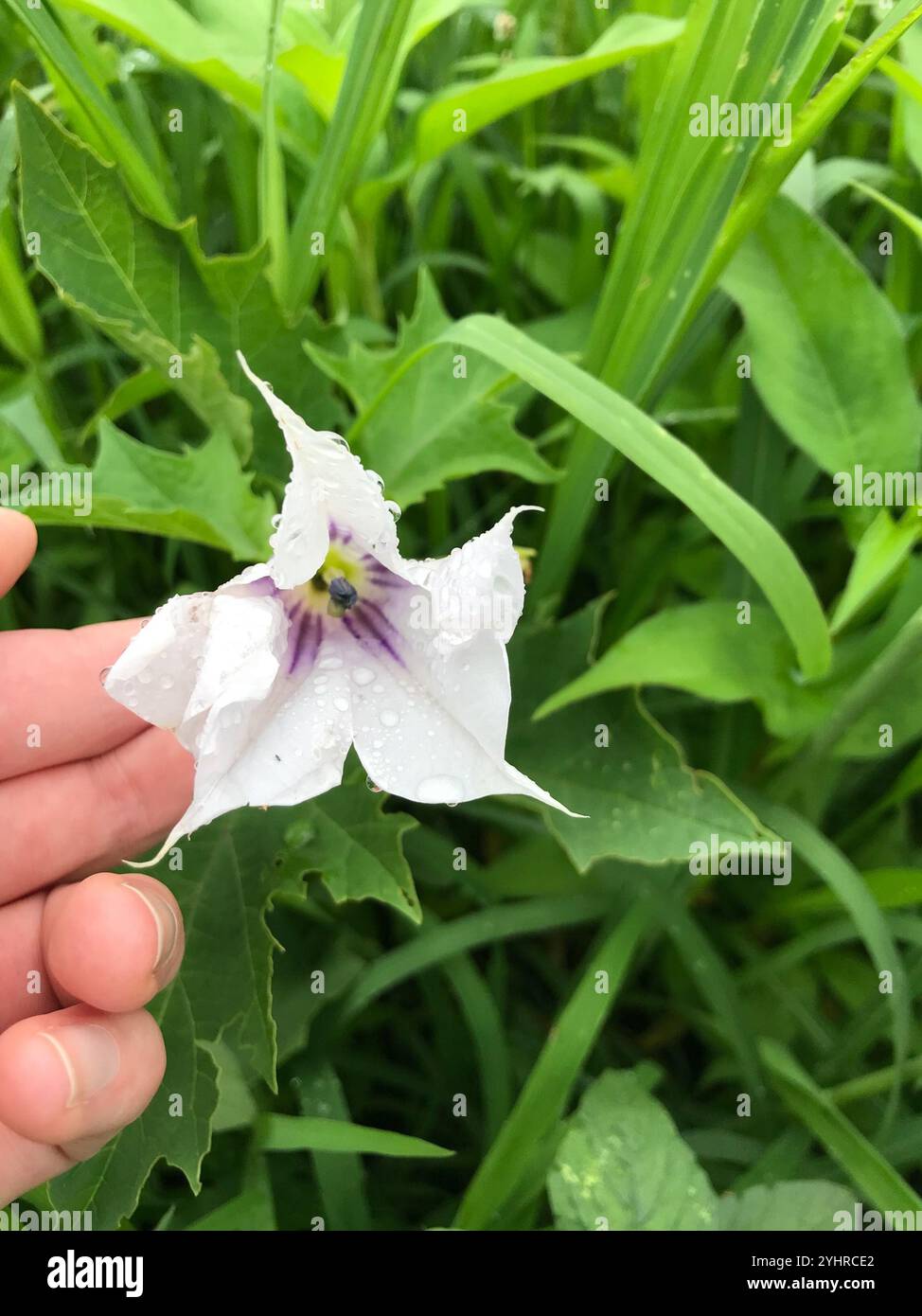 jimsonweed (Datura stramonium Stock Photo - Alamy