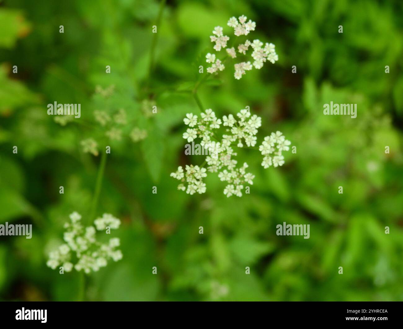 upright hedge-parsley (Torilis japonica Stock Photo - Alamy